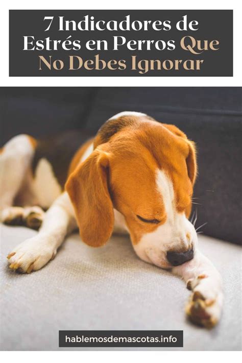 7 Señales de Estrés en Perros Que Podrías no Ver