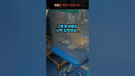 결혼 앞두고 바람 피우는 예비신랑 Youtube