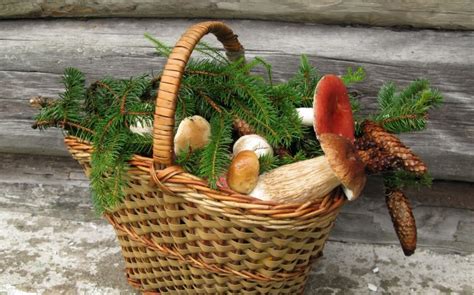 Обои корзина с грибами и еловыми шишками, скачать обои, фото и картинки ...