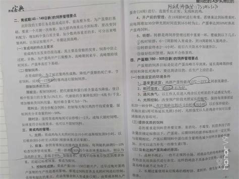 蛋雞養殖寶典新手必備 每日頭條