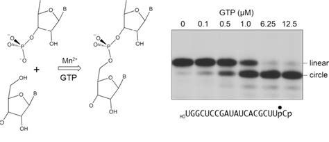 Figure 1 From Rna Ligase Rtcb Splices 3′ Phosphate And 5′ Oh Ends Via Covalent Rtcb Histidinyl