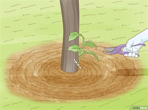 How To Prune Citrus Trees The Ultimate Trimming Guide