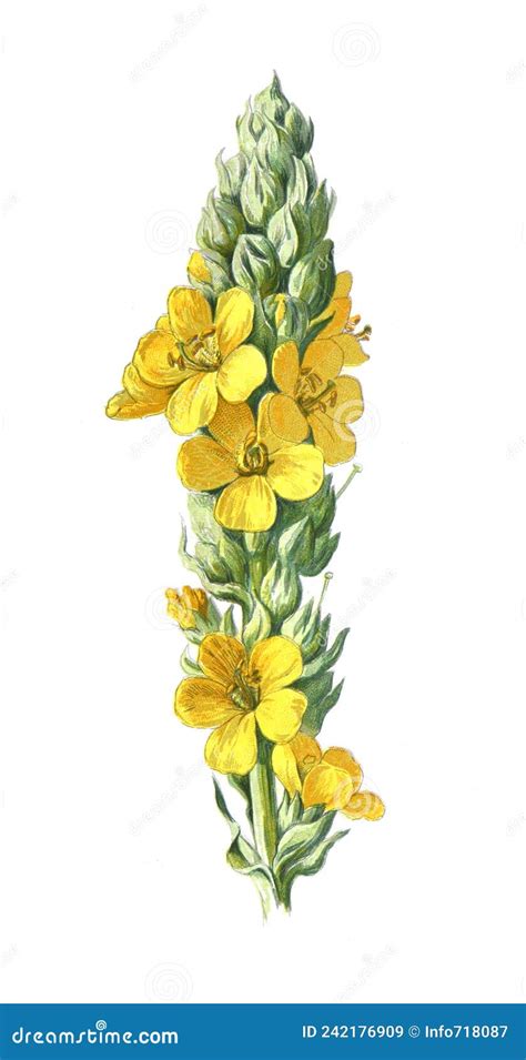 Great Mullein Or Verbascum Thapsus Or Greater Mullein Or Common Mullein