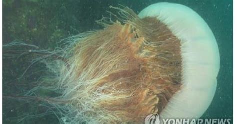 해수부 올여름 독성 노무라입깃해파리 대량 출현 예상