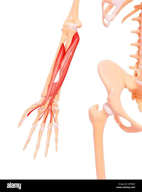 Palmaris Longus Origin And Insertion