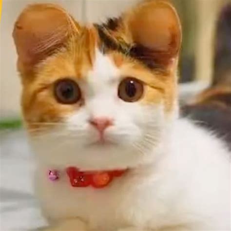 ‘mickey Ears Popularity Soars Among China Pet Owners Despite Concerns