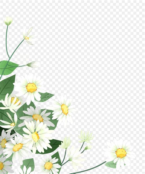 작은 국화 꽃 데이지 흰 국화 꽃들 Png 일러스트 및 이미지 에 대한 무료 다운로드 Pngtree