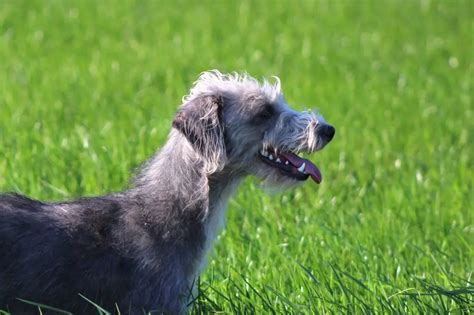 How Fast Is A Bedlington Whippet The Honest Truth