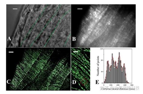【知识分享】完整拟南芥幼苗根中微管阵列的随机光学重建显微成像 知乎