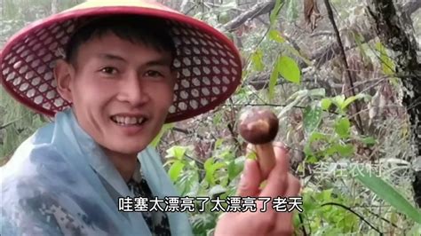 小伙今天上山捡菌子，漫山遍野的蘑菇捡得小伙连称发财了发财了！山貨 蘑菇 Youtube