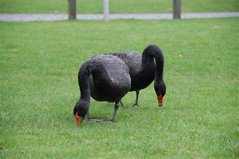 Zwanen Zwaan Vogel Gratis Foto Op Pixabay Pixabay