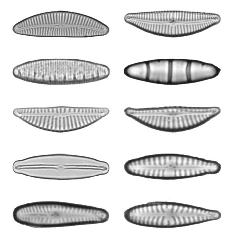 Diatom Dataset Kaggle