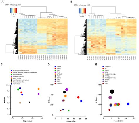 Dna Methylation Profile Of Arterial And Venous Endothelial Cells A