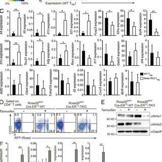 Dysregulation Of T Reg Cellassociated Transcription In Nr4a TKO T Reg Download Scientific