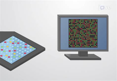 Exploring The Role Of Dna Replication Enzymes