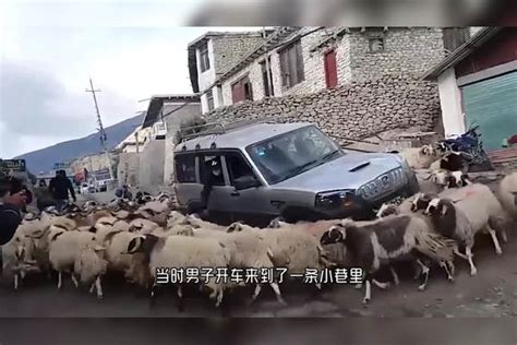 羊群围着车子循环转圈怎么赶都停不下来羊爱的魔力转圈圈 循环 羊群 车子