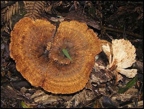 Australian Fungi A Blog 41 Cymatoderma Elegans Var Lamellatum