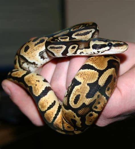 Nw England Firefly Pastel Fire Royal Python Reptile Forums