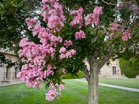 List Of Trees That Grow Well In Central Florida Panorama Tree Care