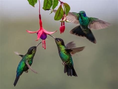 EL SIGNIFICADO ESPIRITUAL DEL COLIBRÍ SUEÑOS Hummingbirds photography Hummingbird pictures
