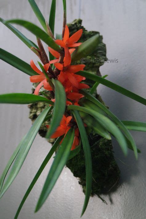 24 Best Native Plants Philippines Images Native Plants Plants