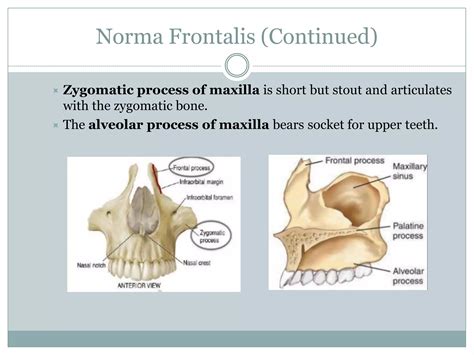 Anatomy Head And Neck Norma Frontalis Pdf