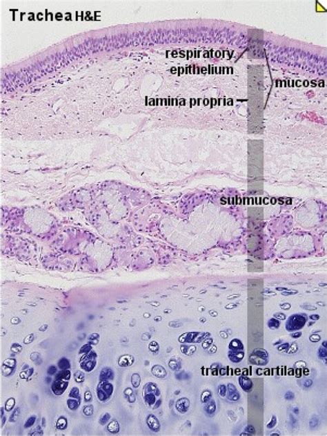 Trachea Histology Cross Section