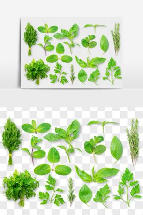 菜叶简笔画图片 菜叶简笔画素材免费下载 包图网