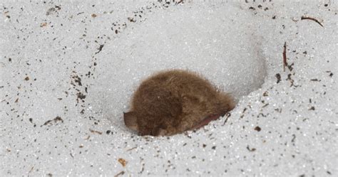 Do Bats Hibernate In The Winter Bat Control Specialists Of Hudson Valley