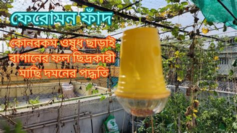 ফল ছিদ্রকারী মাছির হাত থেকে সবজি ও ফলকে বাঁচাতে সেক্সফেরোমন ট্র্যাপ