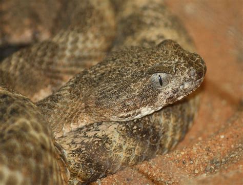 The Top 10 Deadliest Snakes In North America Outdoorhub