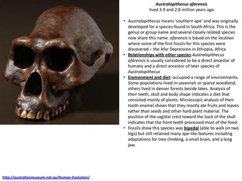 Fossil Discovery Location Of Australopithecus Afarensis At Willard