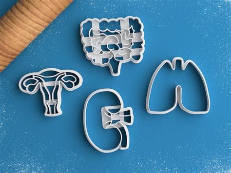 Anatomy Cookie Cutter Set Medical Babe Gift Anatomical Etsy