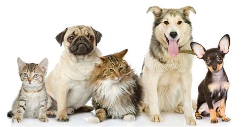 Pets Hornsby Shire Council