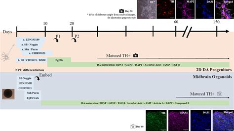 Comparison Of 2d Dopaminergic Da Neuron And Midbrain Organoid Mo