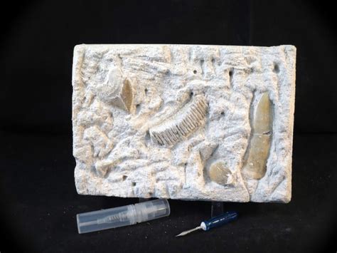 Dig Your Own Real Fossils