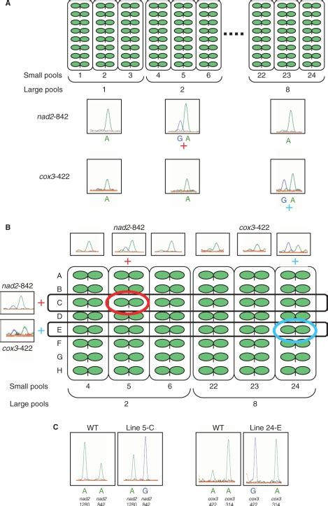 Detection Of Specific Rna Editing Mutants In The Mutated Plant Download Scientific Diagram