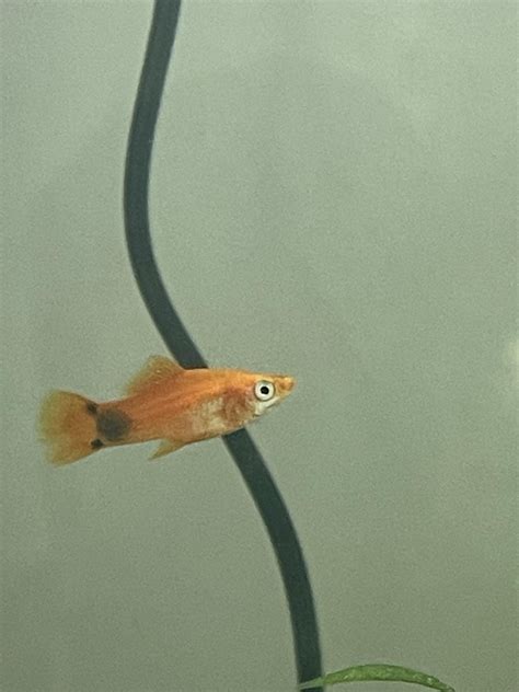 Can Anyone Sex This Swordtail Not Sure Is Its An Anal Fin Or