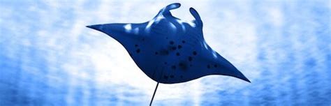 Conoce Los Diferentes Tipos De Mantarraya ¡sorpréndete Con Su Diversidad