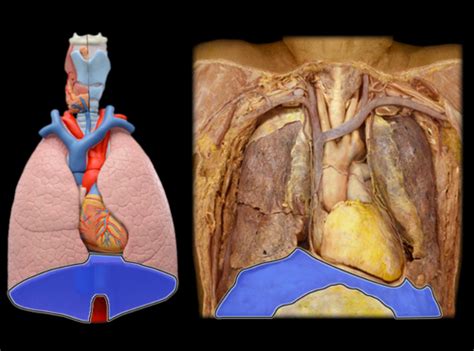 Anatomy II Module 7 Respiratory System Flashcards Quizlet