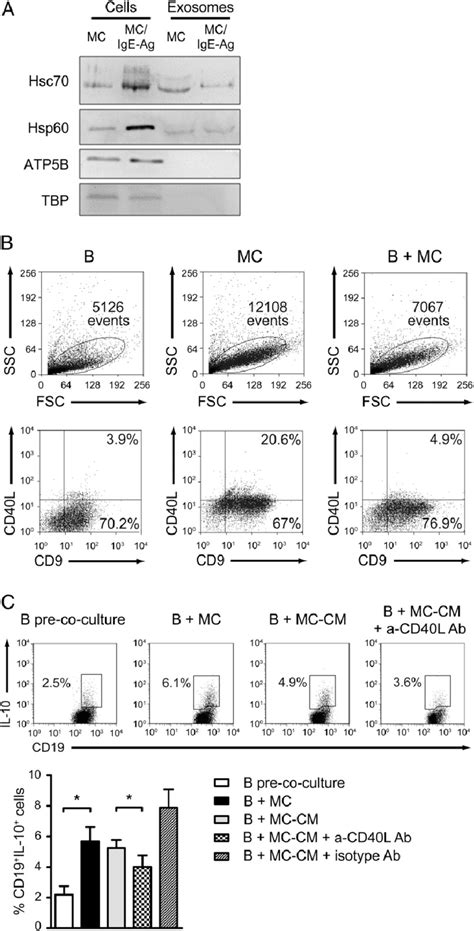 Mc Derived Exosomes Display Cd40l And Induce Expansion Of Download