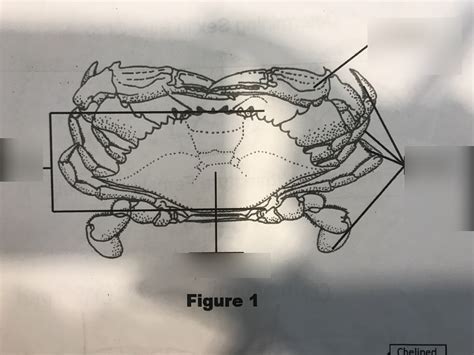 Phylum Arthropoda Diagram Quizlet