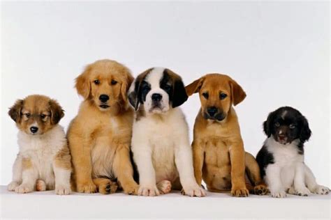 10 Animais De Estimação