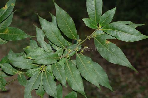 Litsea Cubeba [ Lour Pers ]