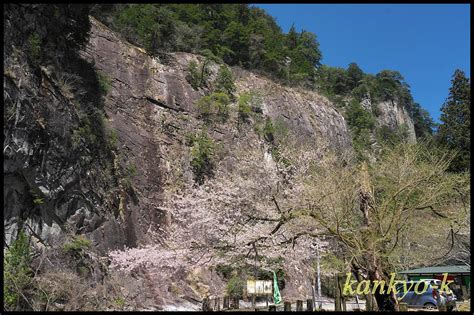 2022年桜巡り 面河渓 株式会社環境管理