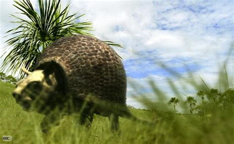 Doedicurus Primeval The Reboot Wiki