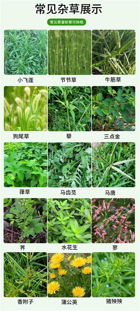 精草铵膦10 花瓣网