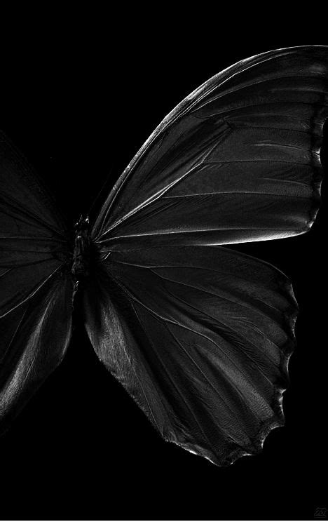 Black Butterfly Fashionable Designing Art By Descentspot Black