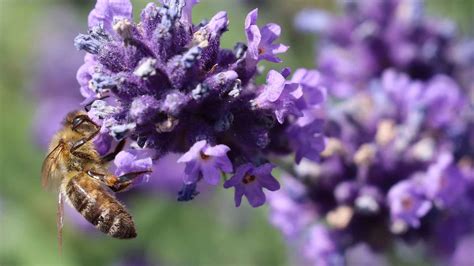 Kontakt Včelí Farma Sedlákovi
