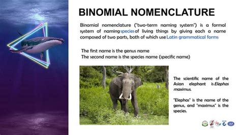 Identifying Species Binomial Nomenclaturepptx